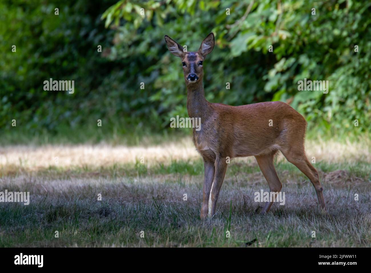 European roe roe hi-res stock photography and images - Alamy