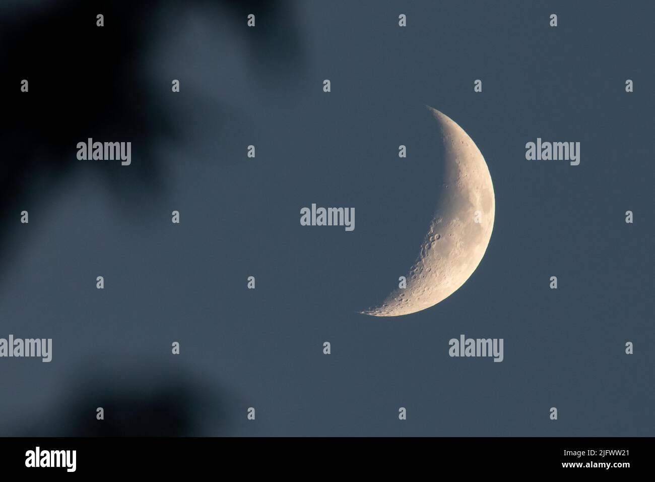 Crescent Moon through the tree's Stock Photo - Alamy