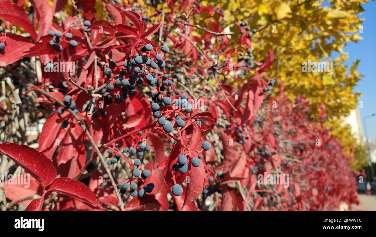Virginia creeper, Victoria creeper (Parthenocissus quinquefolia) on ...