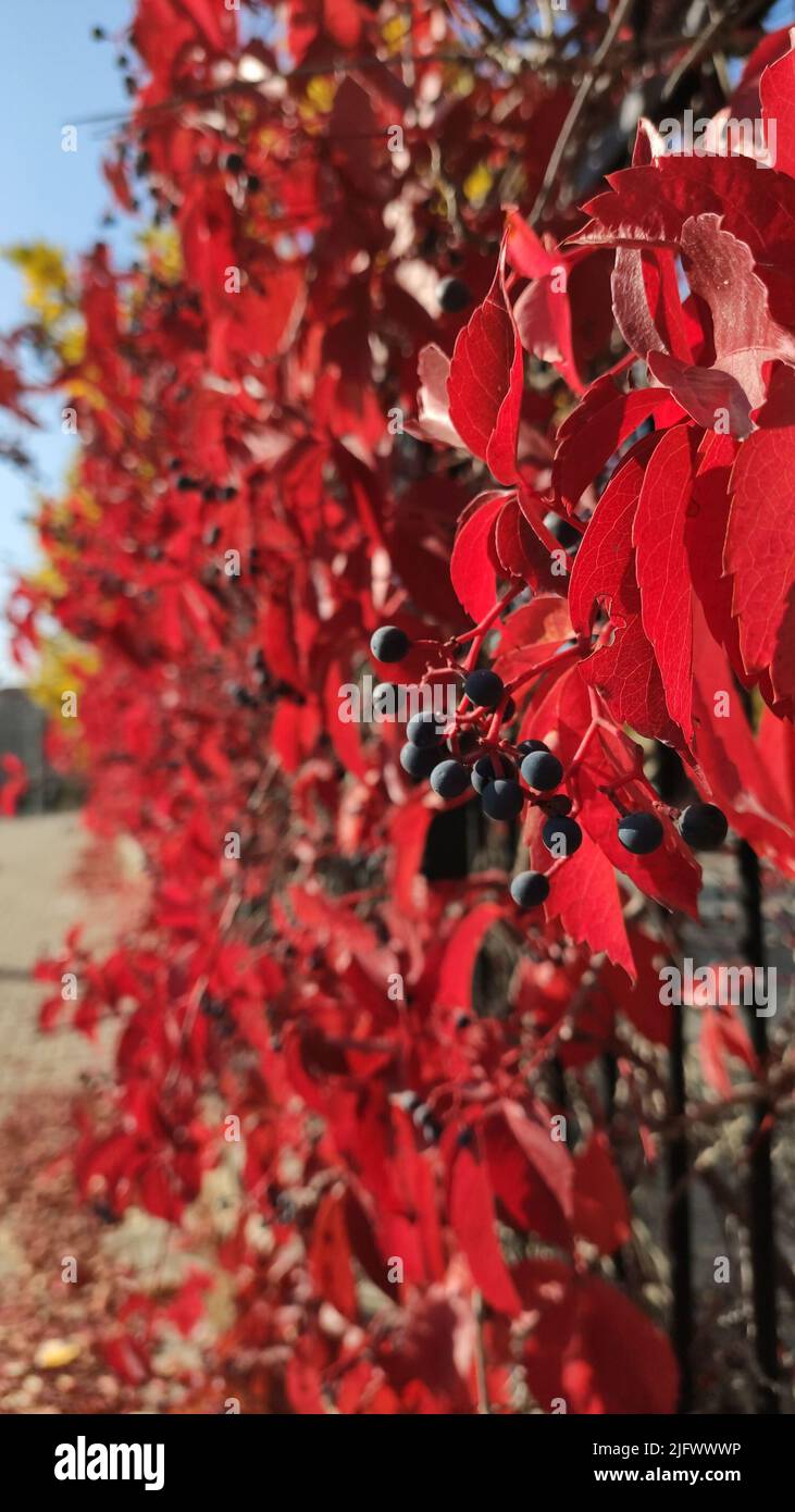 Virginia creeper, Victoria creeper (Parthenocissus quinquefolia) on ...