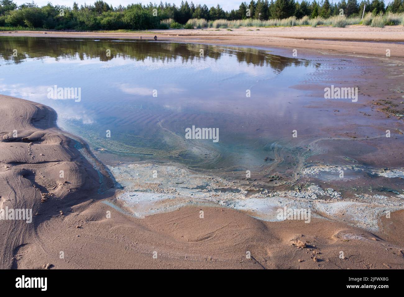 blue-green algae in the water in a hot summer Stock Photo - Alamy