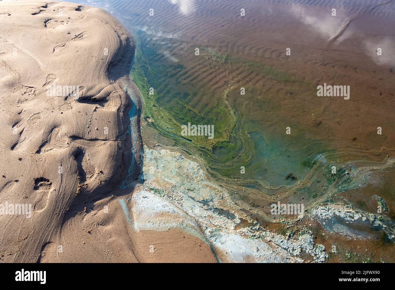 blue-green algae in the water in a hot summer Stock Photo - Alamy