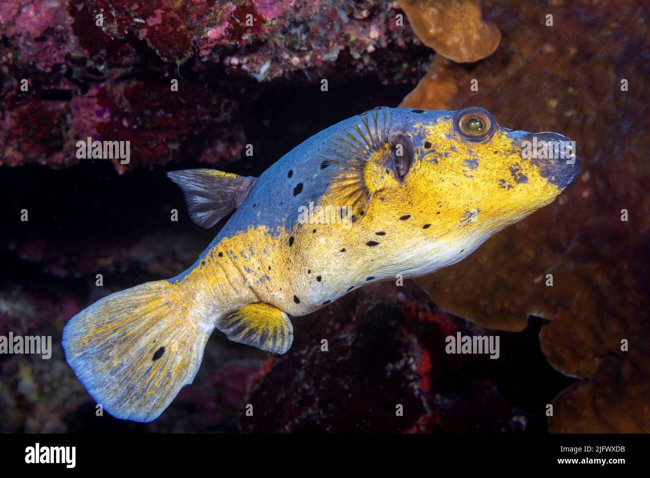 A blackspotted puffer or dog-faced puffer, Arothron nigropunctatus ...