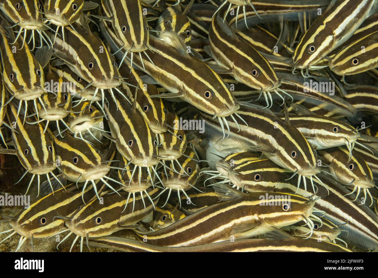 Indo pacific striped eel catfish hi-res stock photography and images ...