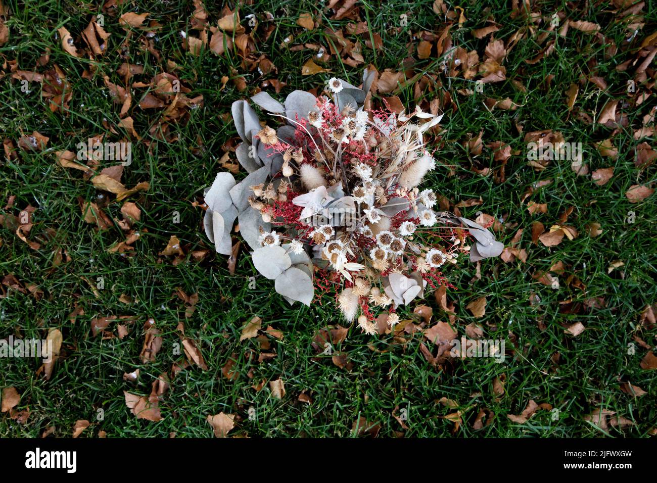 Dried flowers on green grass and fallen leaves Stock Photo - Alamy