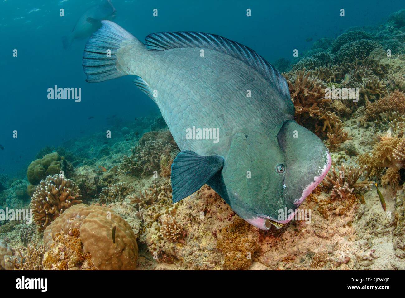 A bumphead parrotfish, Bolbornetopon muricatum, grinds the coral bottom ...