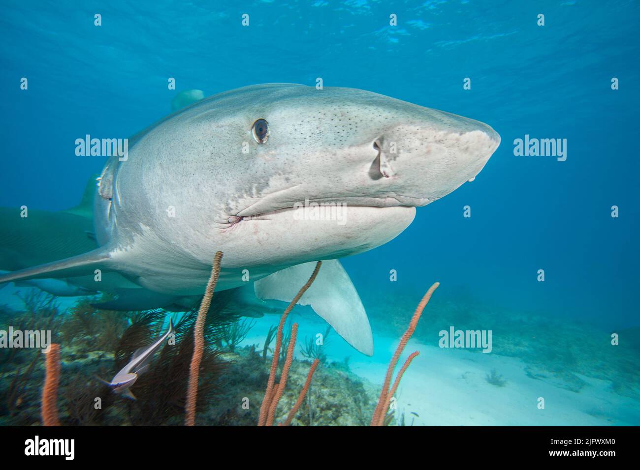 The front end of a tiger shark, Galeocerdo cuvier, Tiger Beach ...