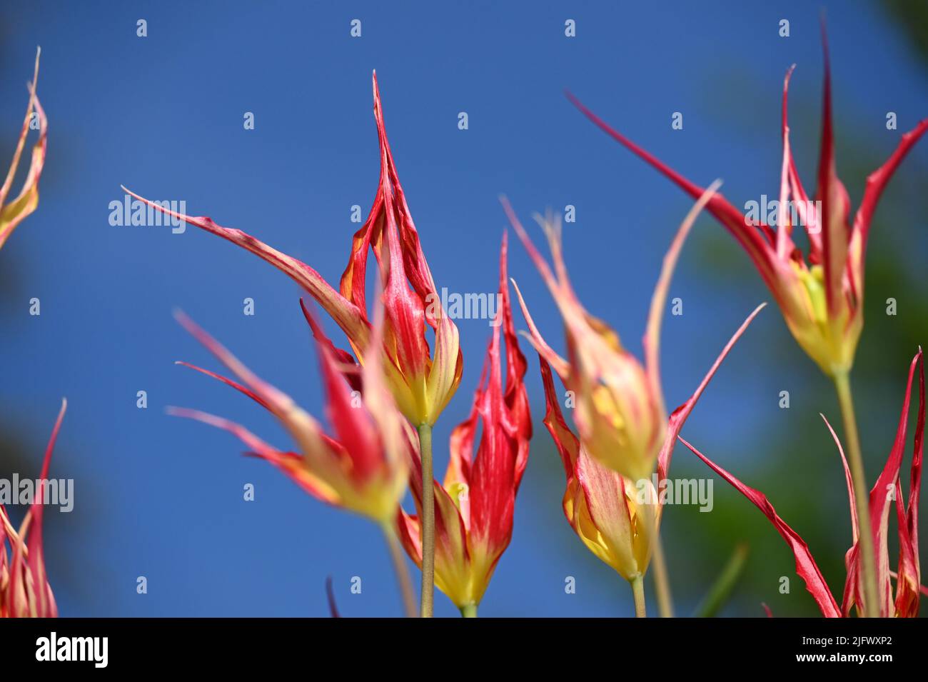 The Fire Flame or Turkish Tulip dates back to at least the early 1800s ...