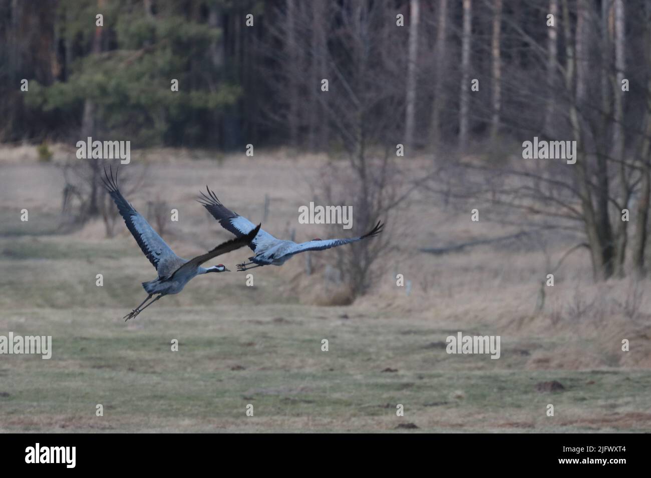 Two common cranes (Grus grus) flying in the forest Stock Photo - Alamy