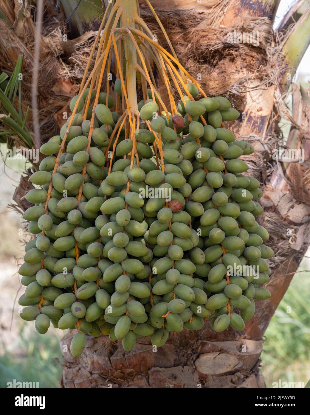 Green dates hi-res stock photography and images - Alamy