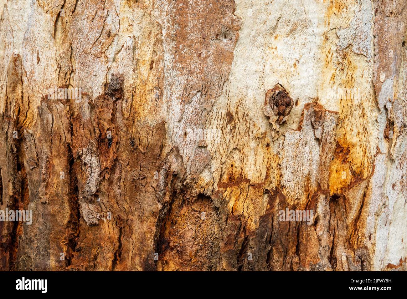 Rough trunk of old tree Stock Photo - Alamy