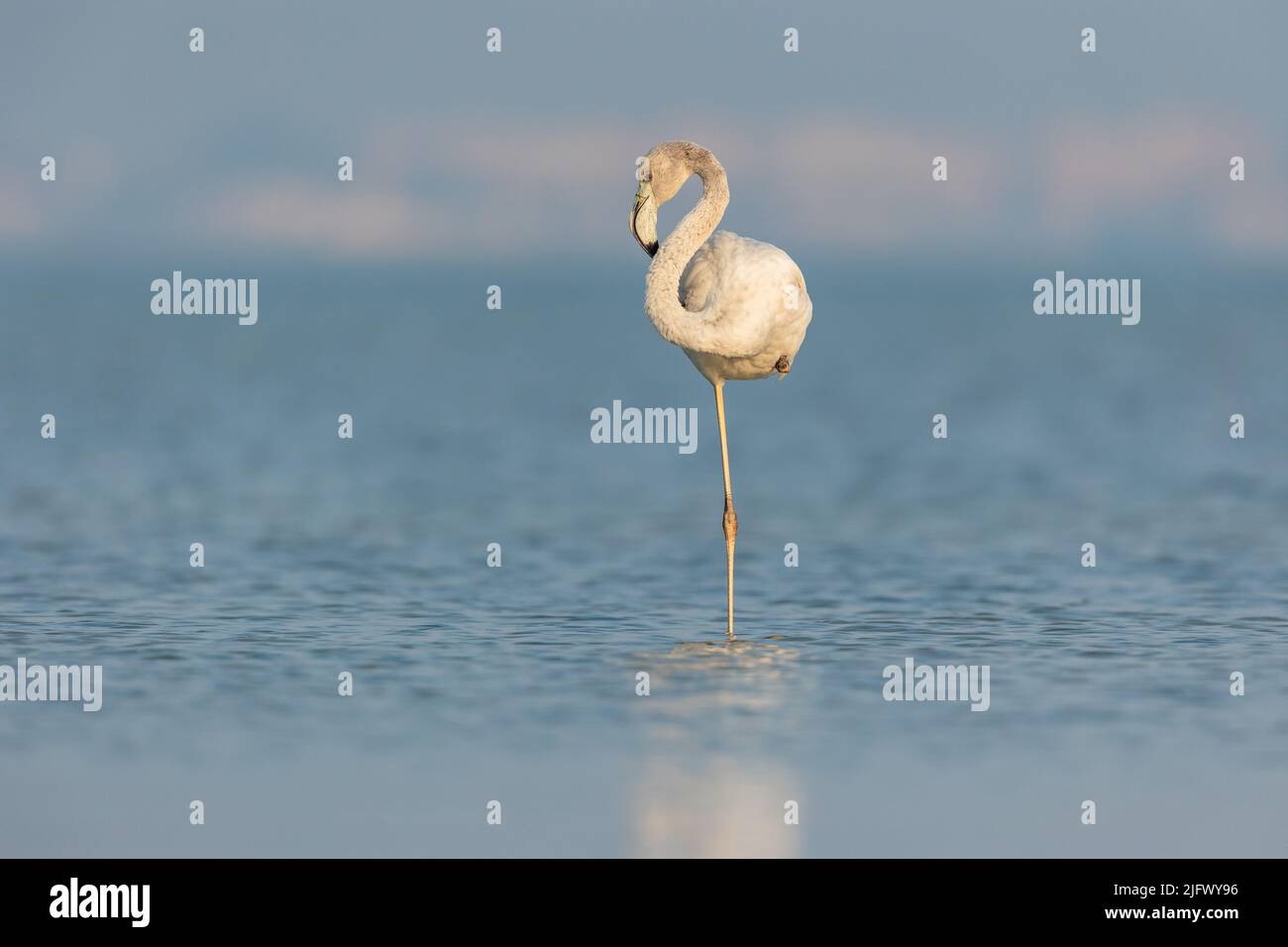 Greater Flamingo resting on one leg, Eker, Bahrani Stock Photo - Alamy