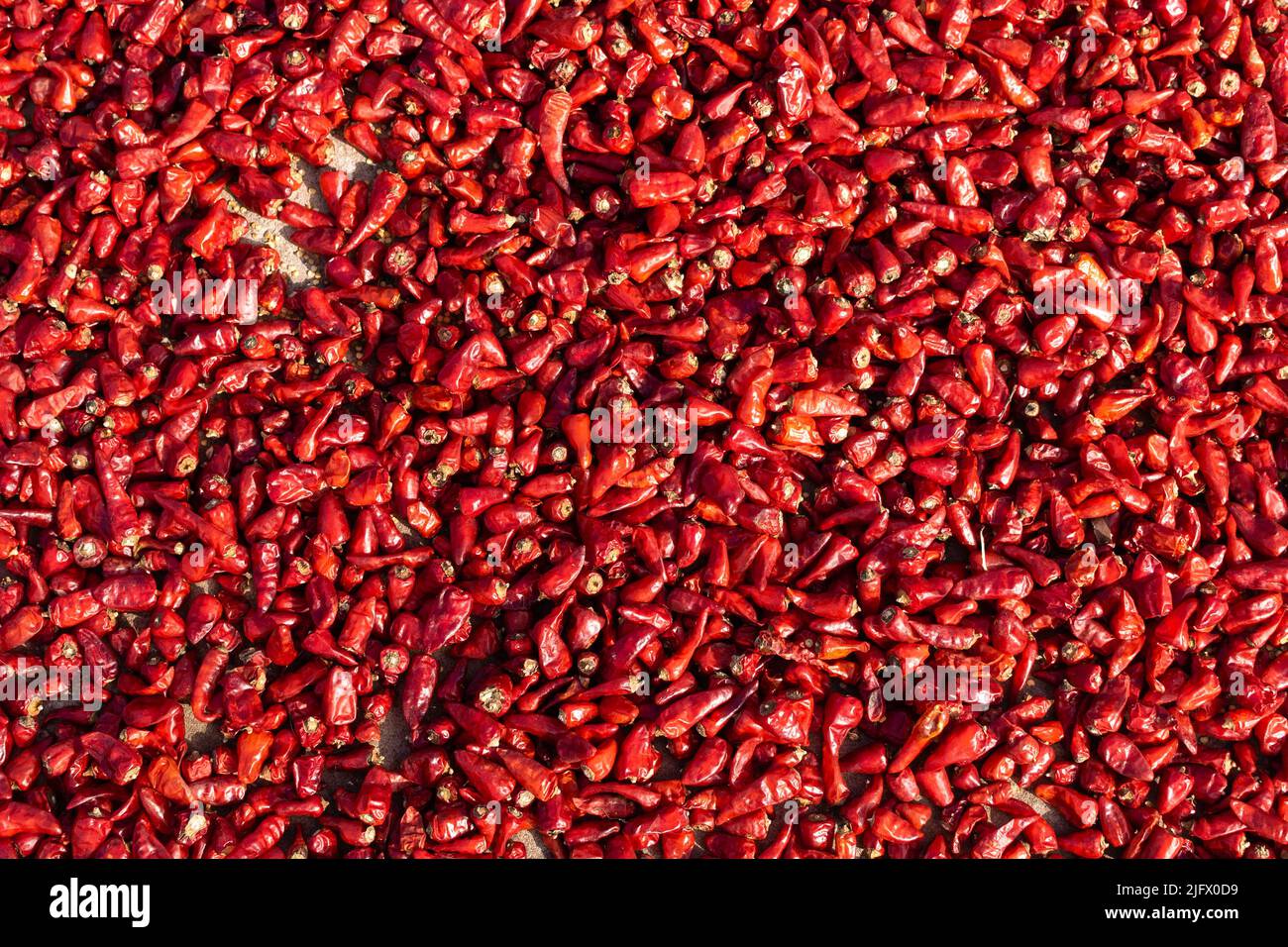 Red chili peppers, closeup view of red chilies being dried in the sun ...