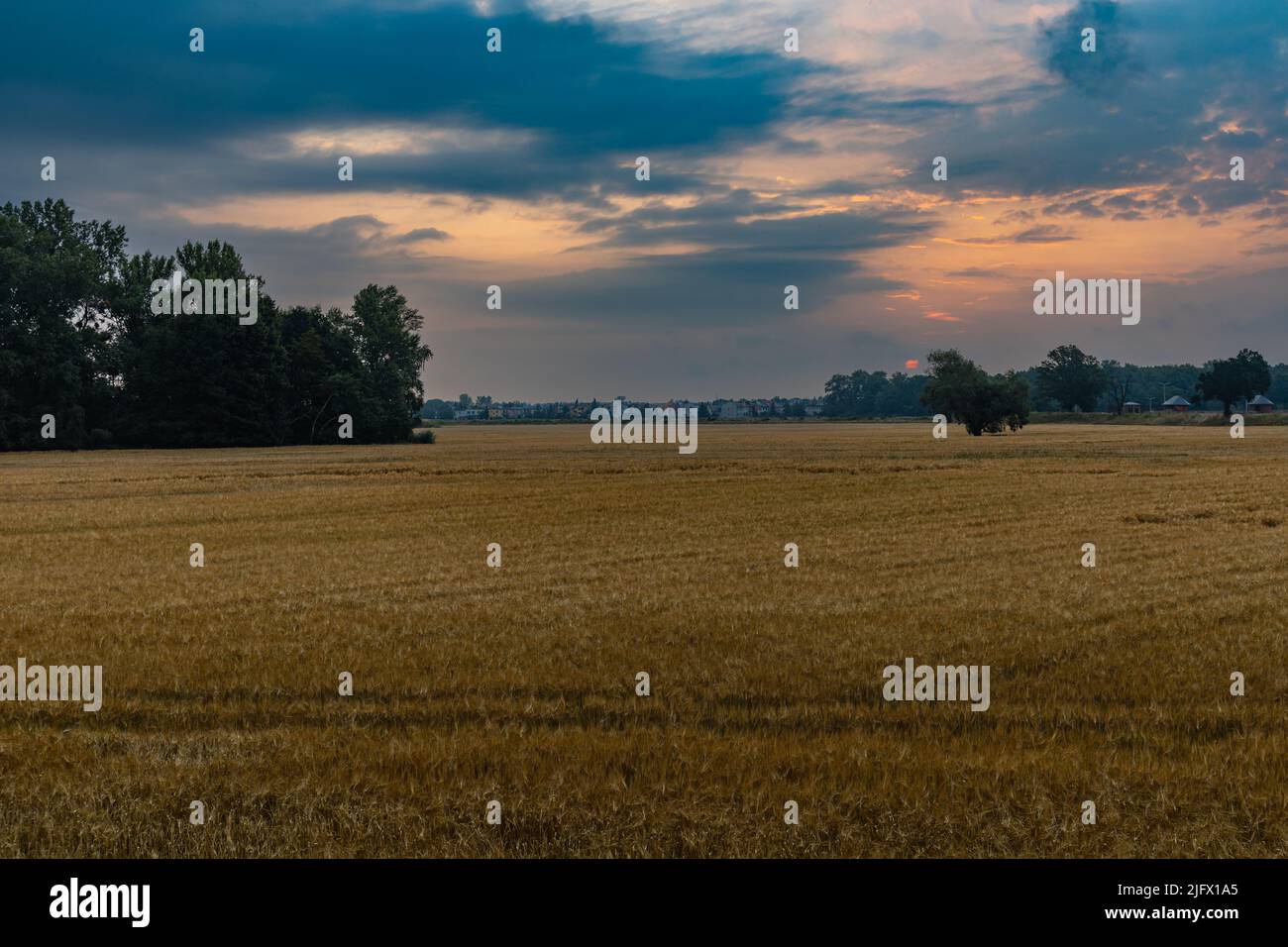 Beautiful cloudy sunrise over big yellow field and trees of forest ...