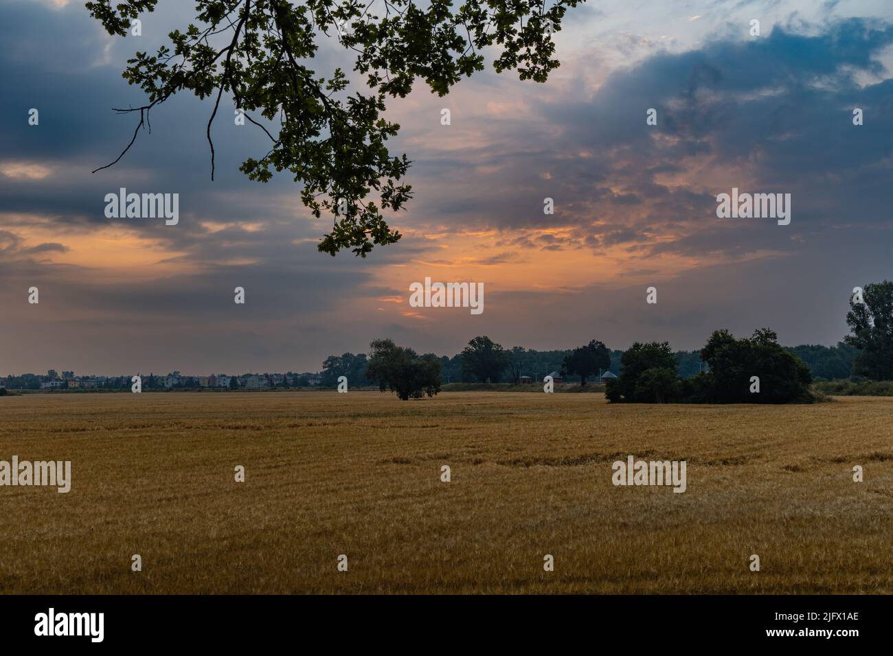 Beautiful cloudy sunrise over big yellow field and trees of forest ...