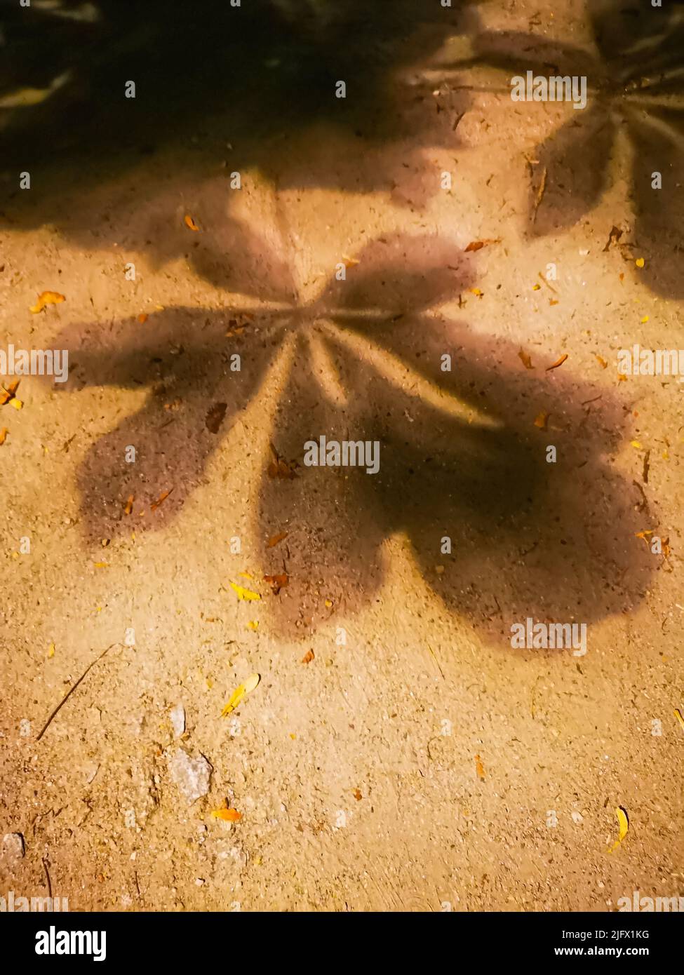 Night shadow of big leaf of the tree on stony path Stock Photo - Alamy