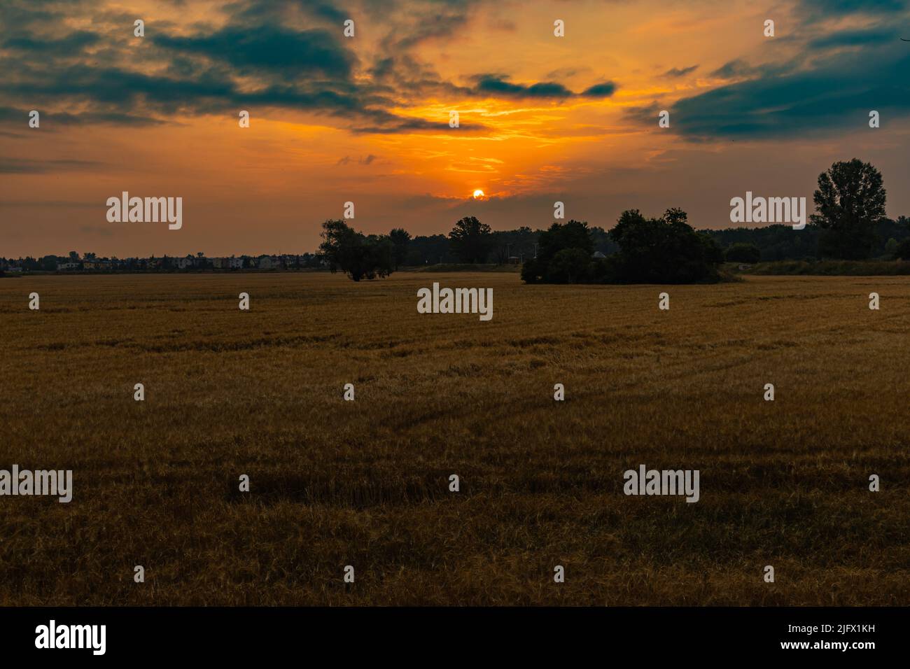Beautiful cloudy sunrise over big yellow field and trees of forest ...