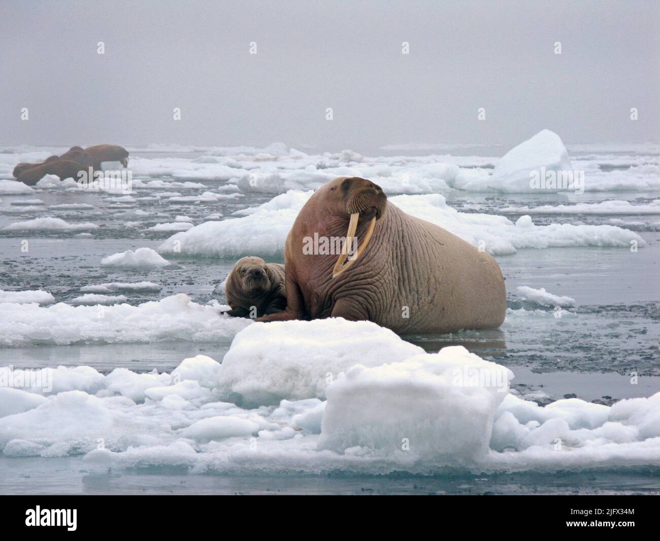 Walrus pup alaska hi-res stock photography and images - Alamy