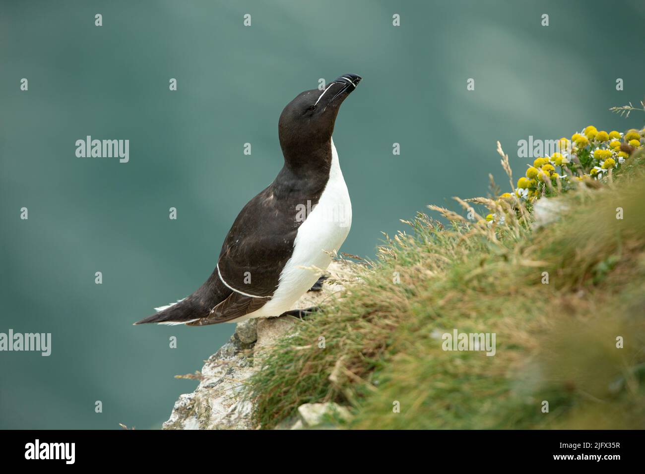 Razorbill in Summertime. Scientific name: Alca torda. Adult Razorbill ...
