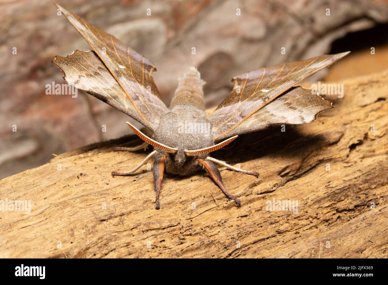 Moth face close up hi-res stock photography and images - Alamy