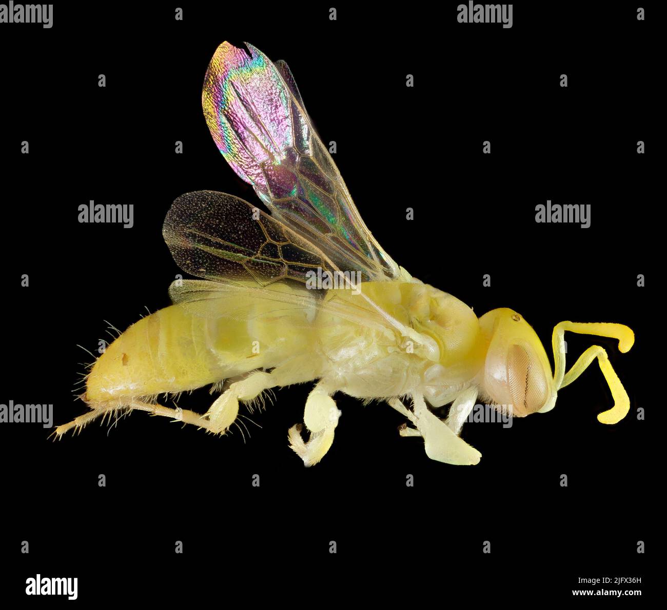 Family colletidae hi-res stock photography and images - Alamy