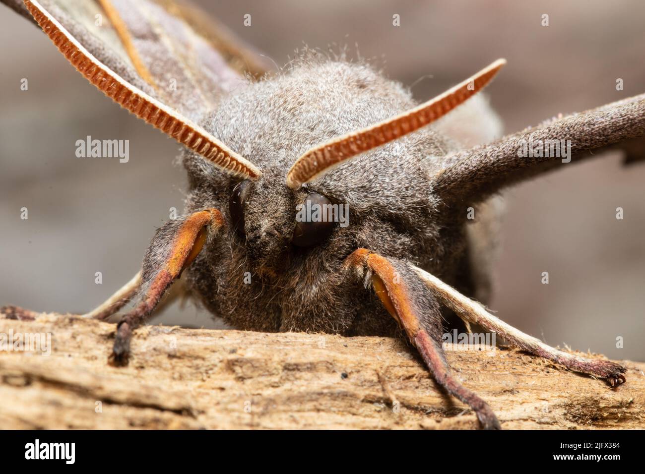 Moth face close up hi-res stock photography and images - Alamy