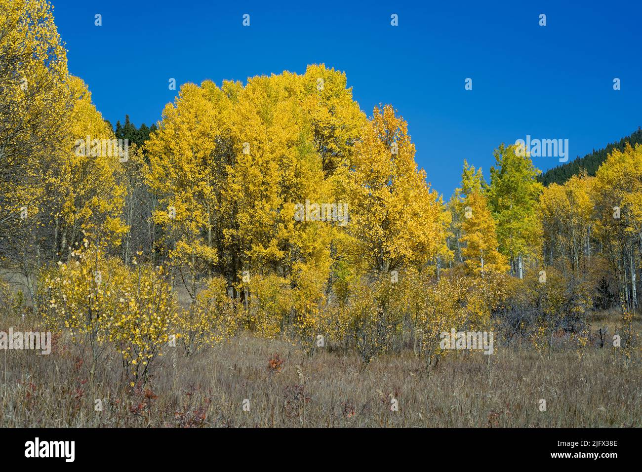 Hiking Trail surrounded by beautiful Aspen Trees during fall in Colorado Stock Photo - Alamy