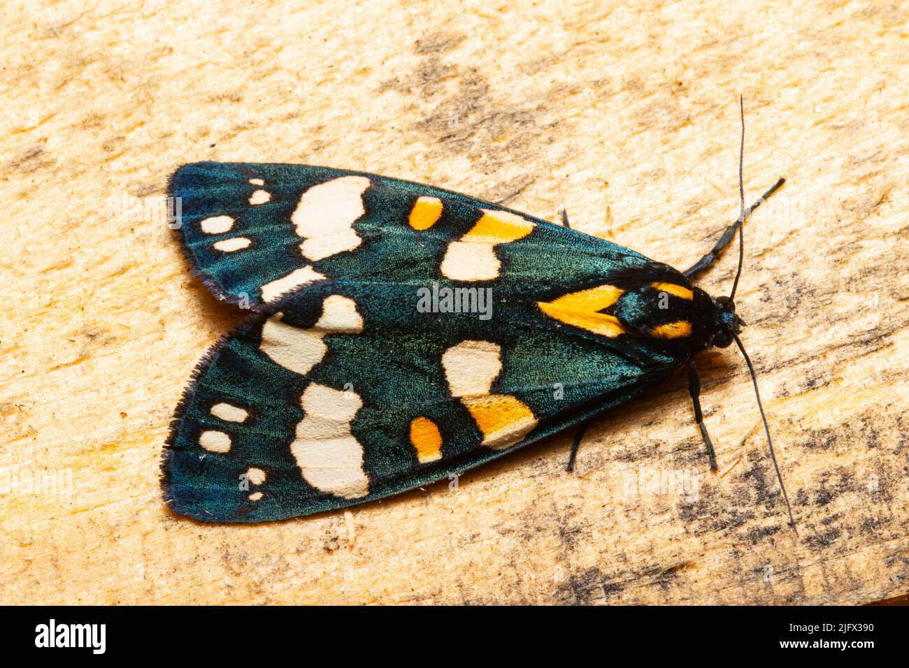 A scarlet tiger moth, Callimorpha dominula, formerly Panaxia dominula ...