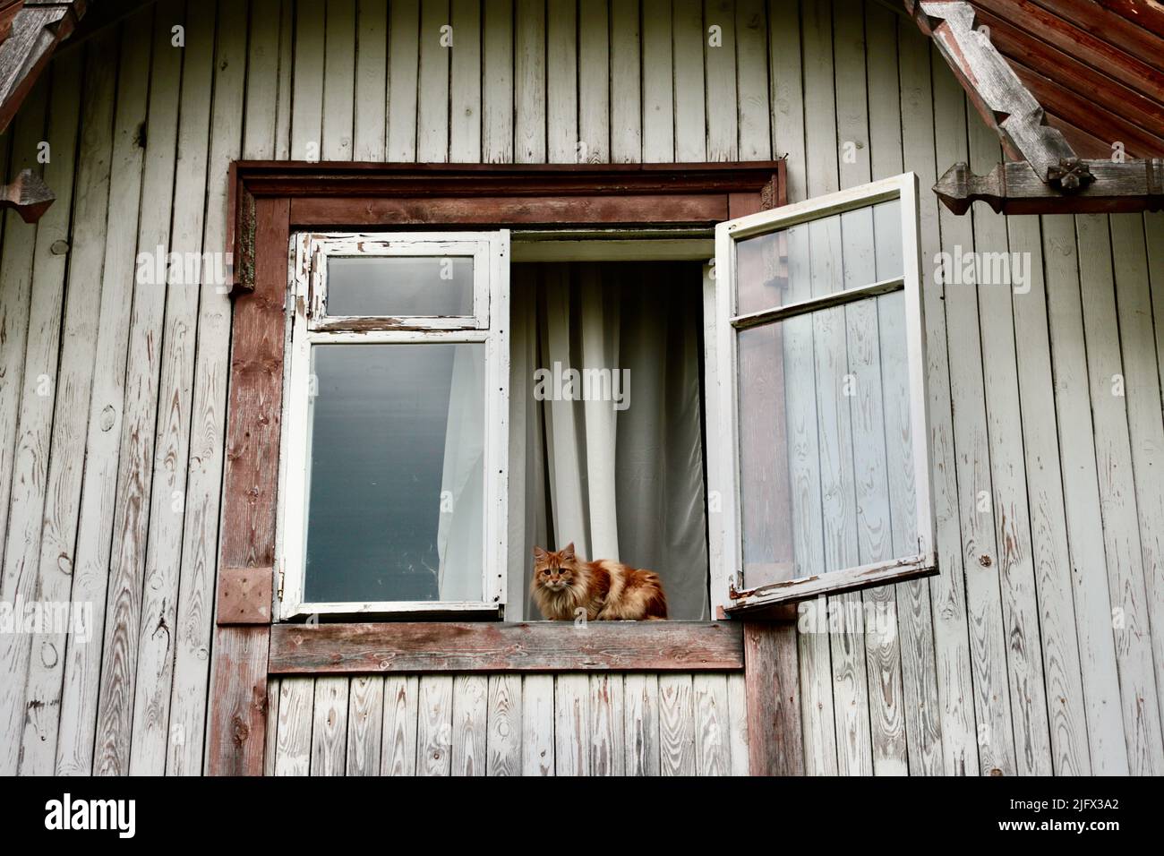 Woolly cat hi-res stock photography and images - Alamy