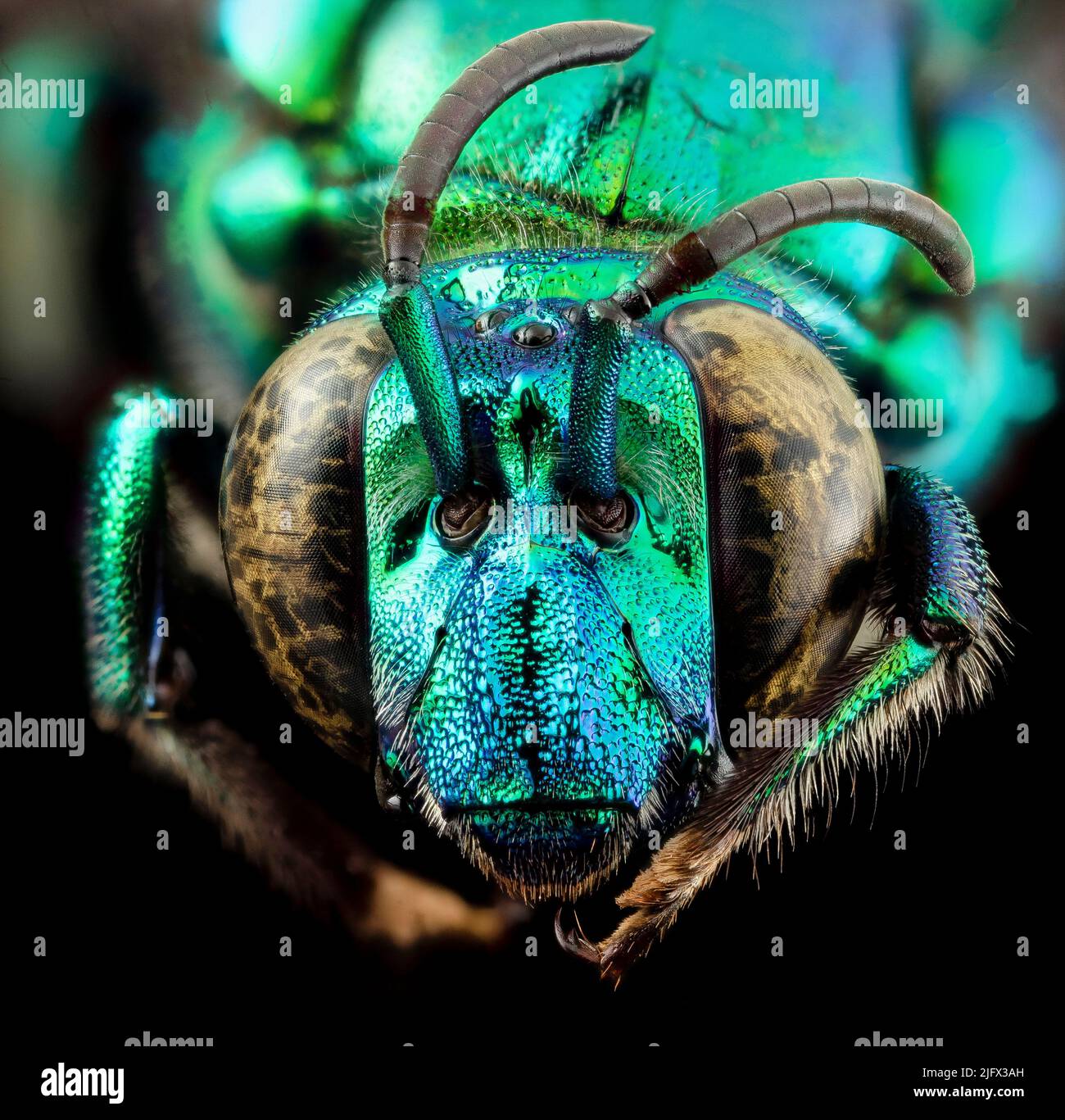 Orchid bee mexico hi-res stock photography and images - Alamy