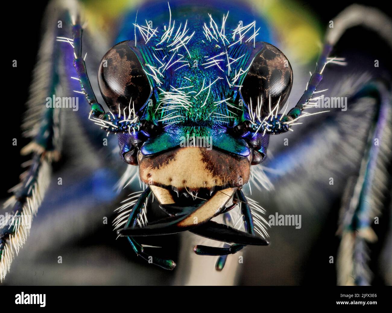 Gumbo soils hi-res stock photography and images - Alamy