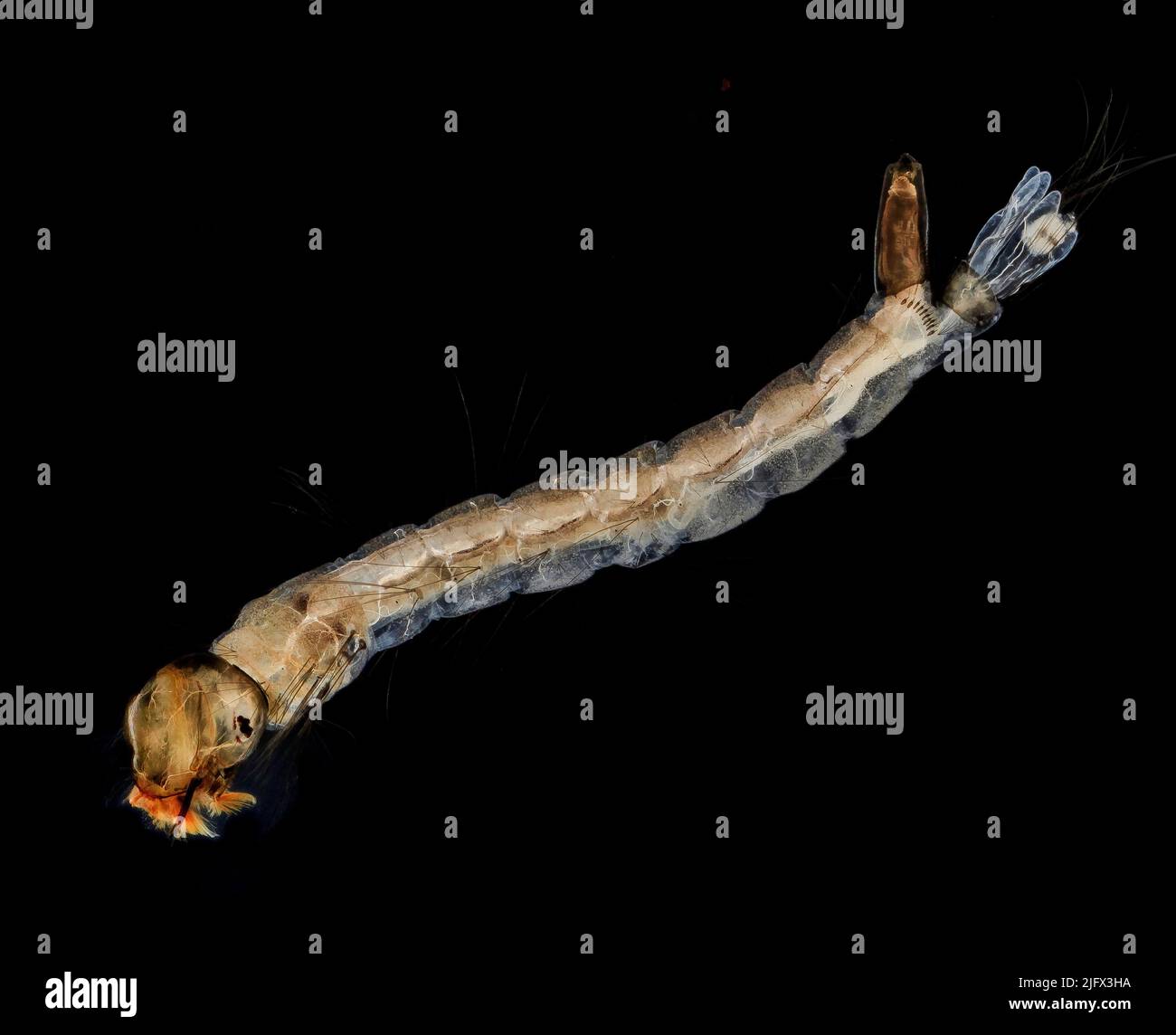 600 species of mosquitoes hi-res stock photography and images - Alamy