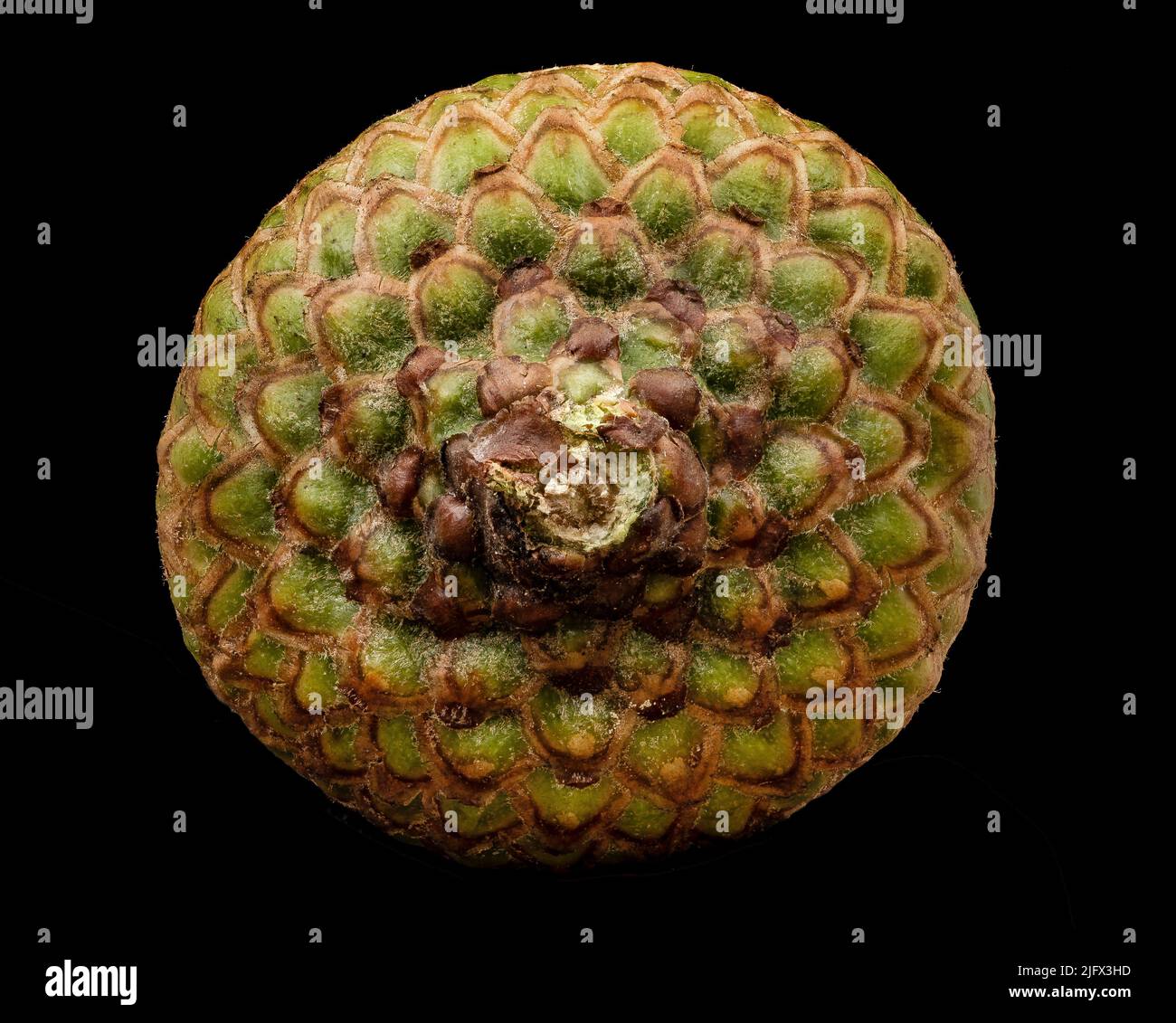 Quercus rubrum hi-res stock photography and images - Alamy