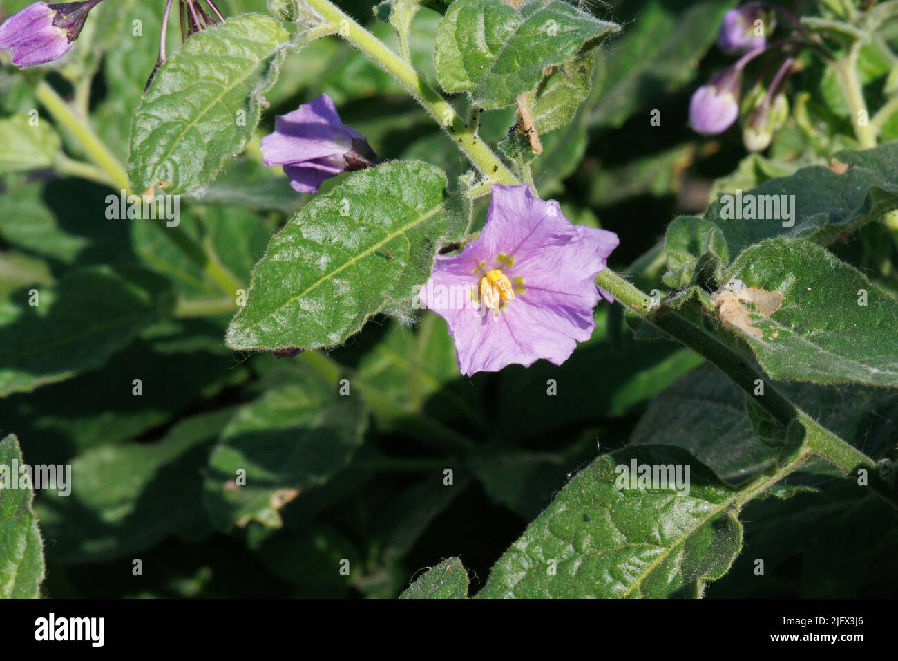 Purple flowering cymose umbel inflorescences of Chaparral Nightshade ...