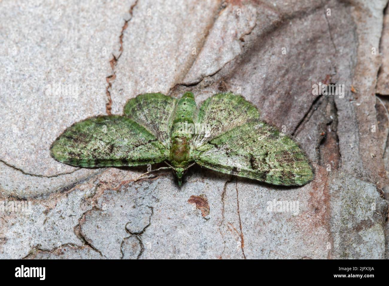 A green pug moth, Pasiphila rectangulata, resting on the bark of a tree ...