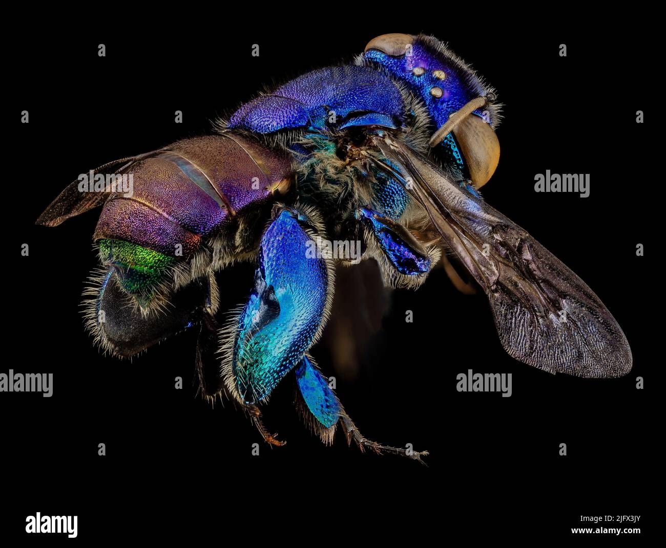 Orchid bee. Side view. Male orchid bees have uniquely modified legs ...