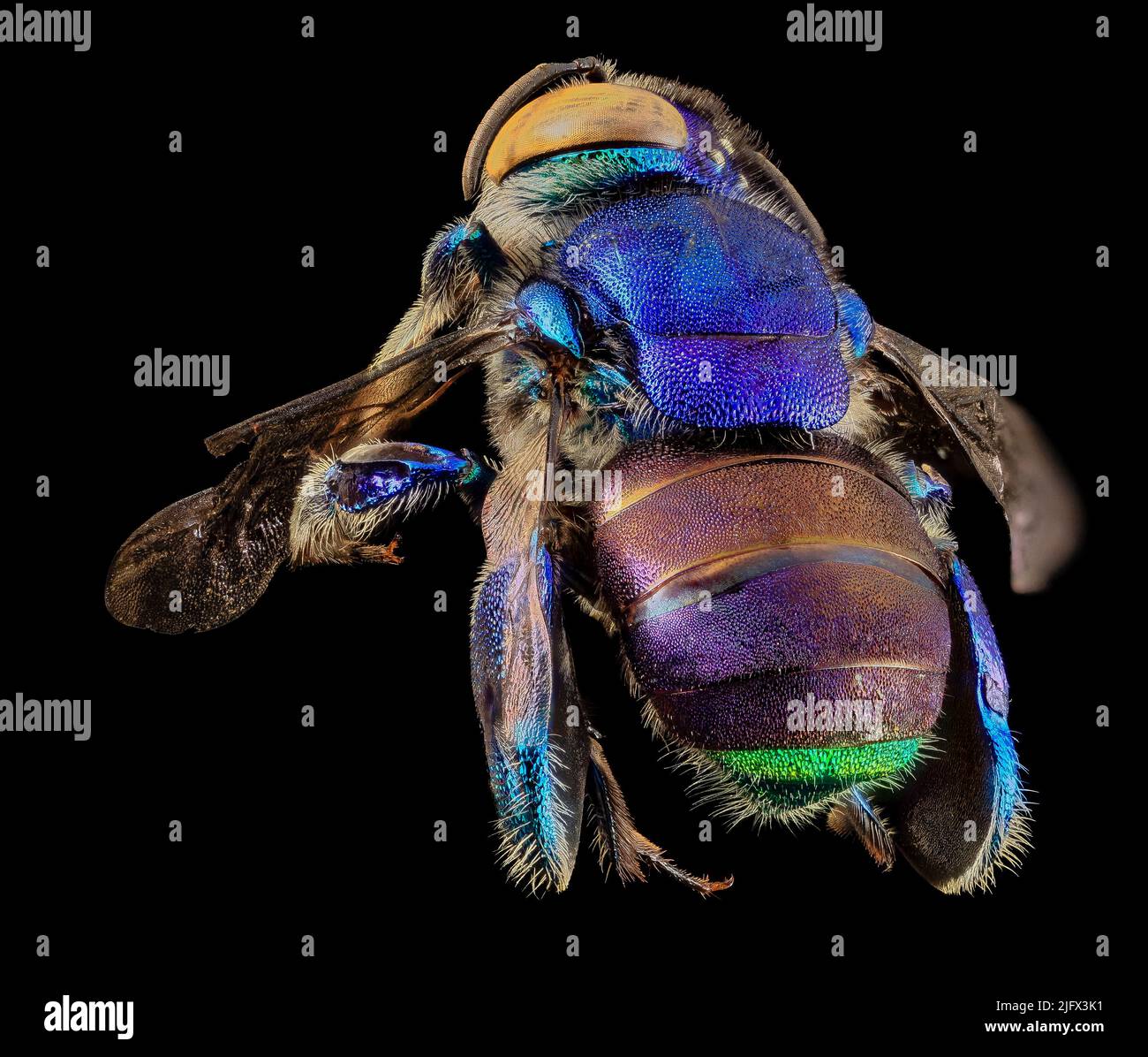 Orchid bee. Rear view. Male orchid bees have uniquely modified legs ...