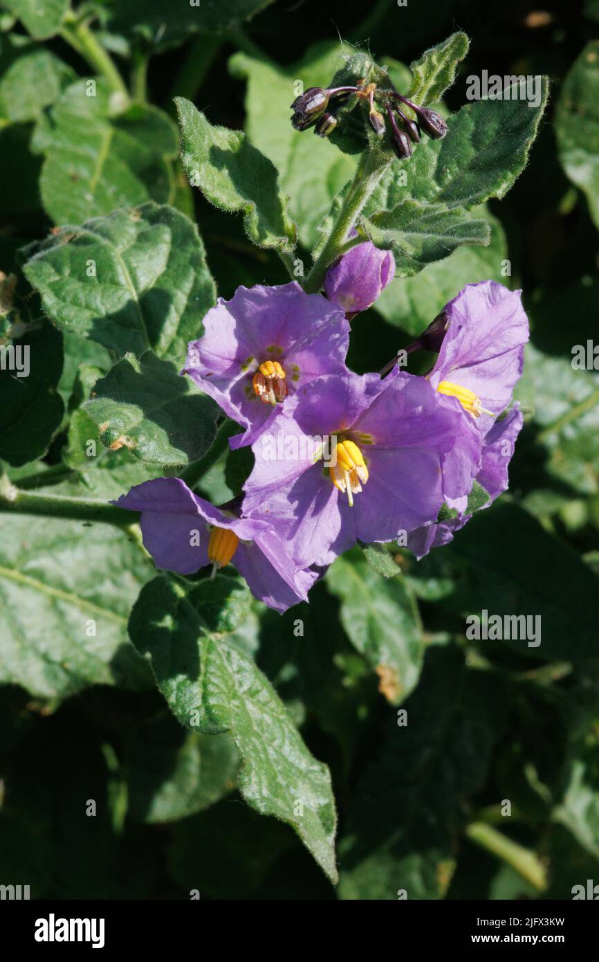 Purple flowering cymose umbel inflorescences of Chaparral Nightshade ...
