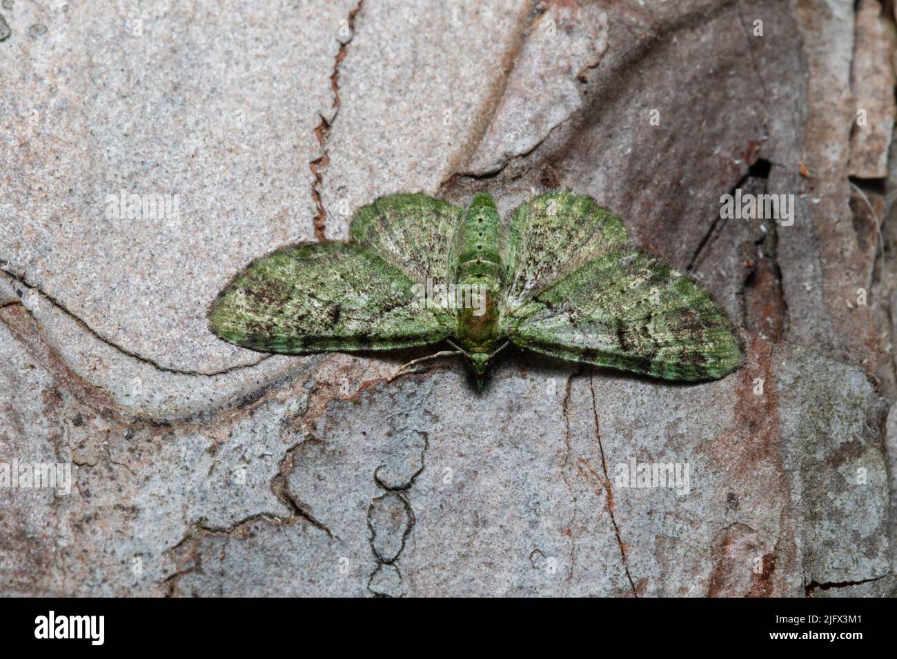 A green pug moth, Pasiphila rectangulata, resting on the bark of a tree ...
