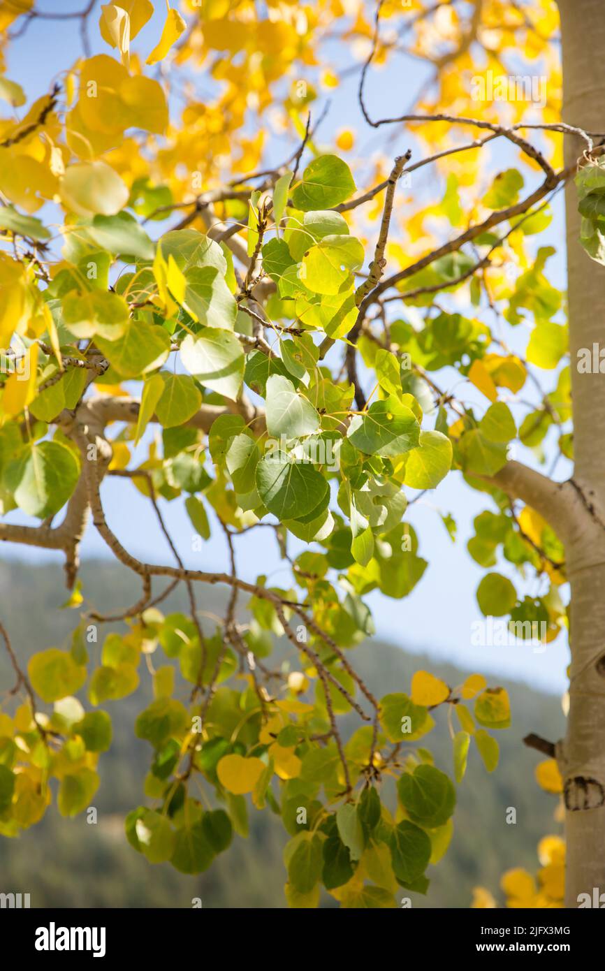 Beautiful colored aspen tree hi-res stock photography and images - Alamy