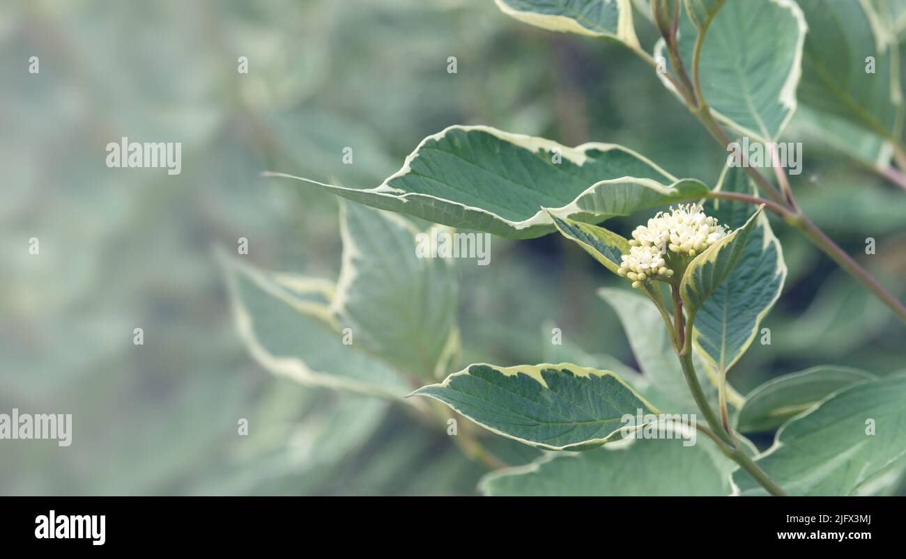 Cornus Alba Ornamental