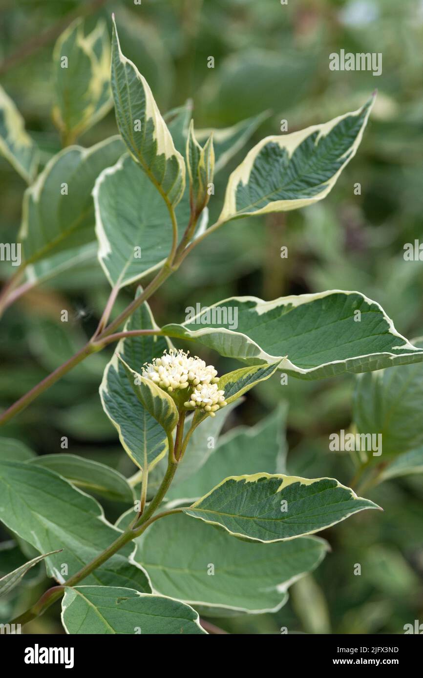 White small flowers of Cornus alba Elegantissima. A beautiful ornamental plant. Gardening and ...