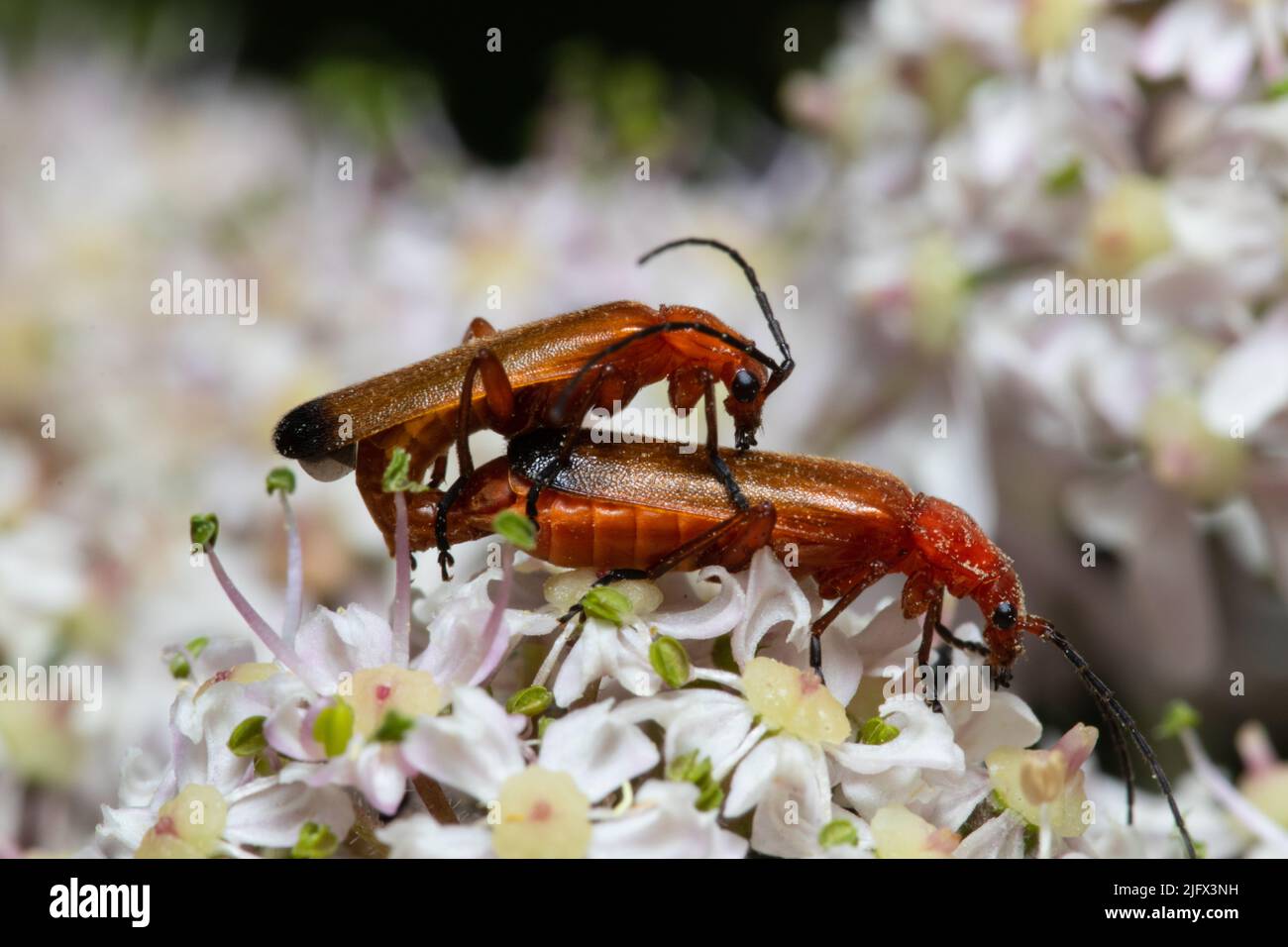 A pair common red soldier beetles, Rhagonycha fulva, mating. They are ...
