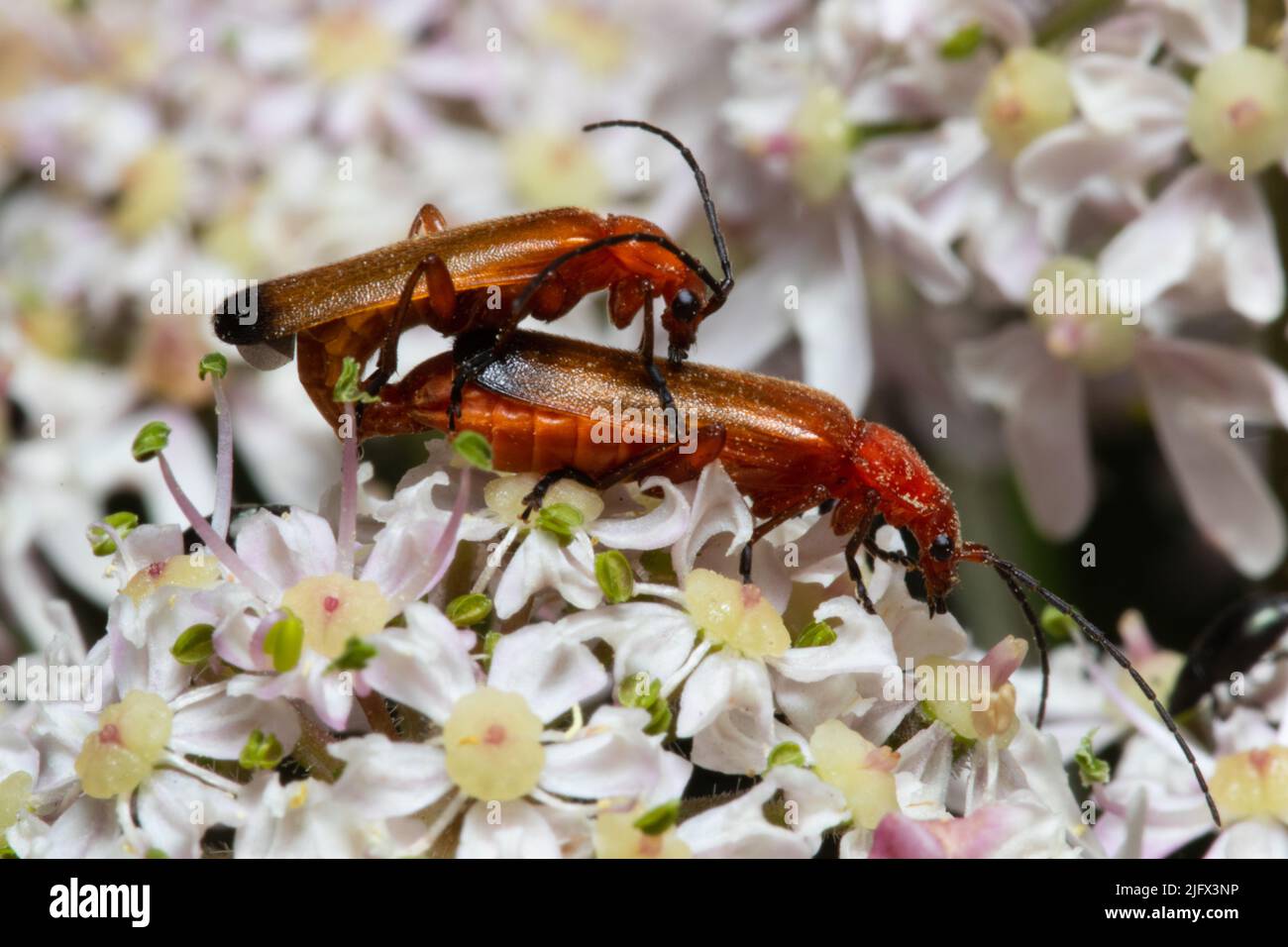 A pair common red soldier beetles, Rhagonycha fulva, mating. They are ...