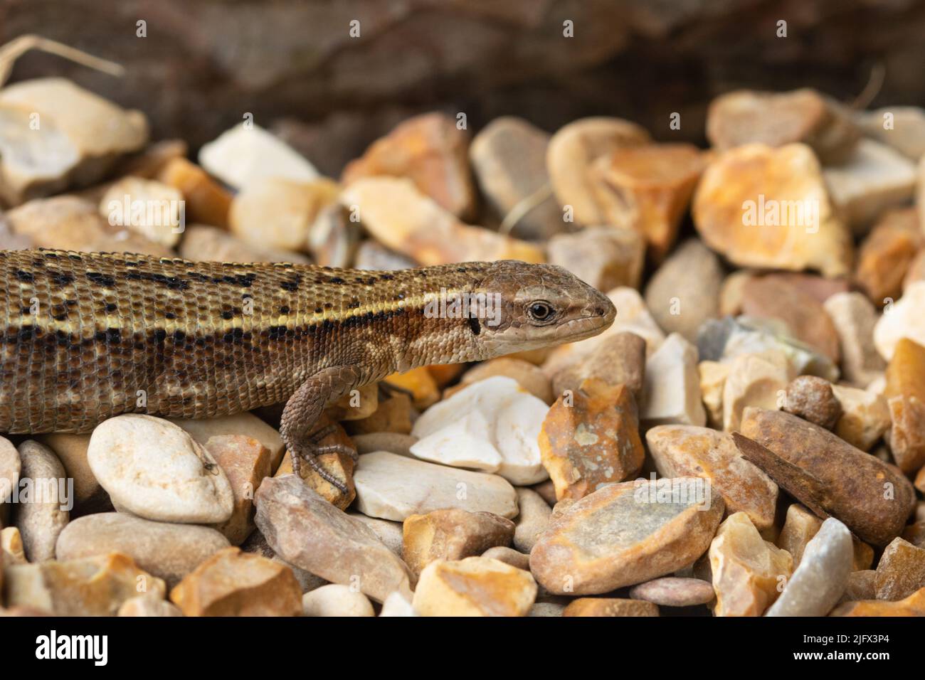 A viviparous lizard, or common lizard, Zootoca vivipara, formerly ...