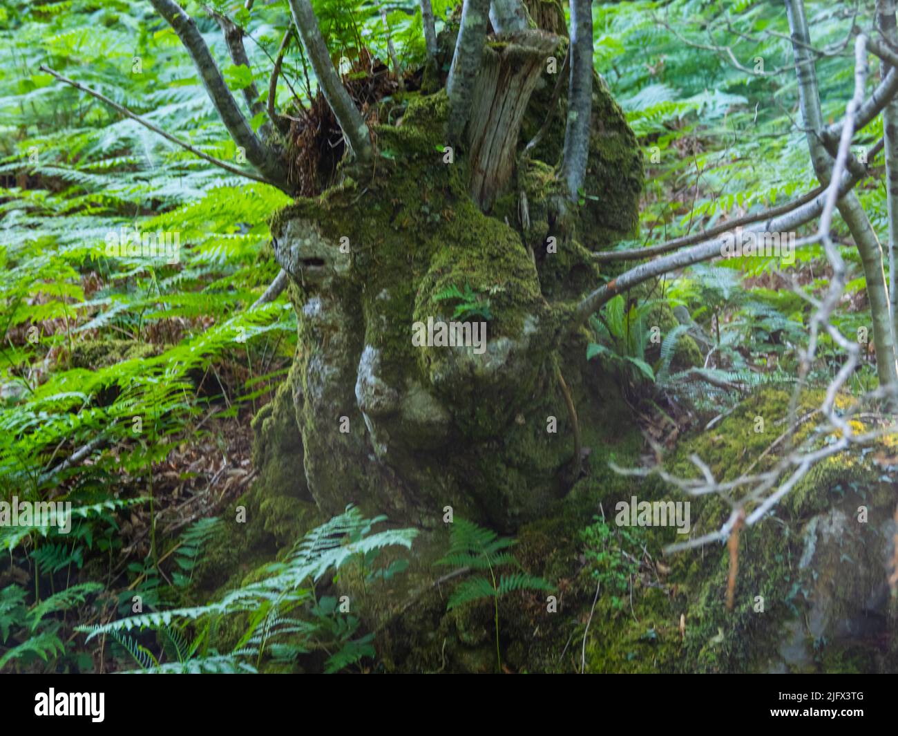 A tree trunk in the Forest of Dean that looks remarkably like a face ...