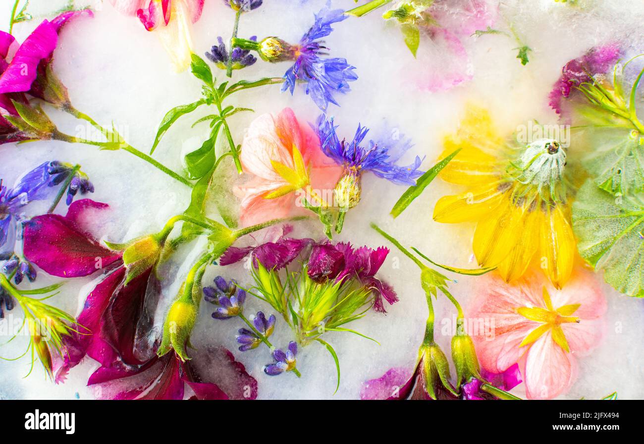 Summer background of frozen flowers in ice, cornflowers and geraniums ...