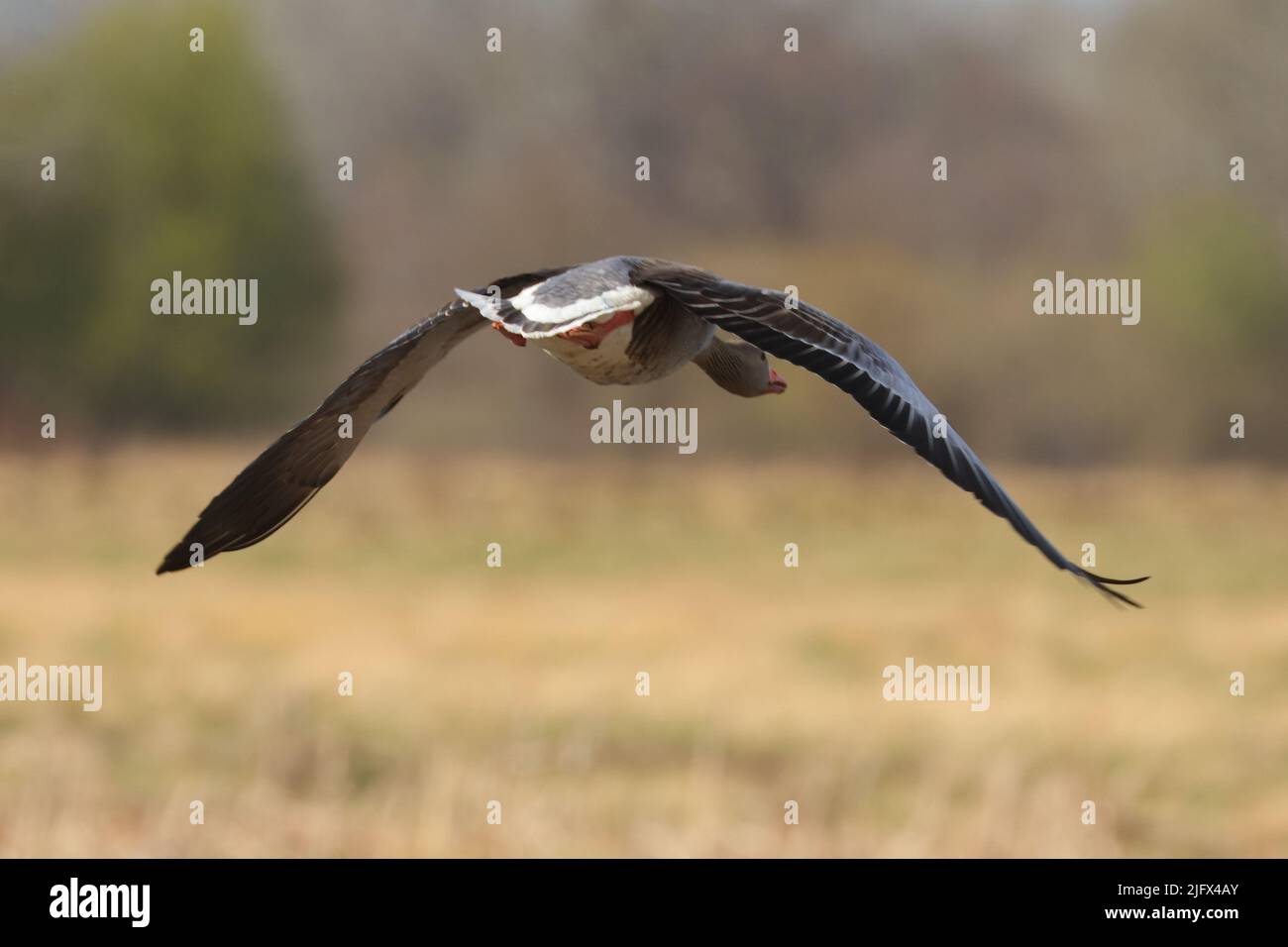A back view of adorable Greylag goose with open wings flying above the ...