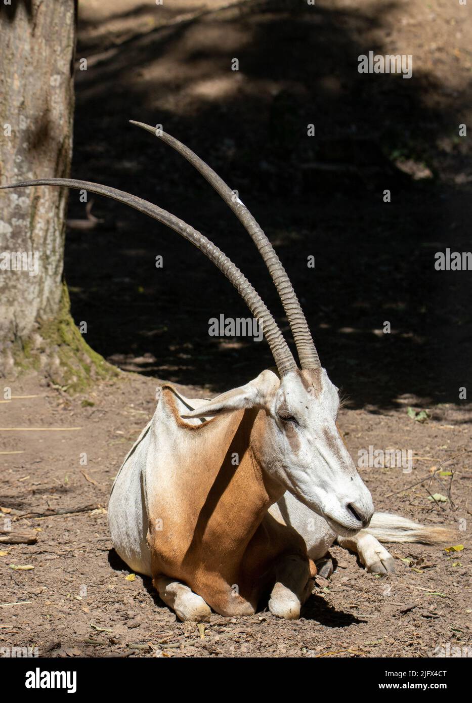 a sword antelope (Oryx dammah) stand down, wild, nature Stock Photo - Alamy