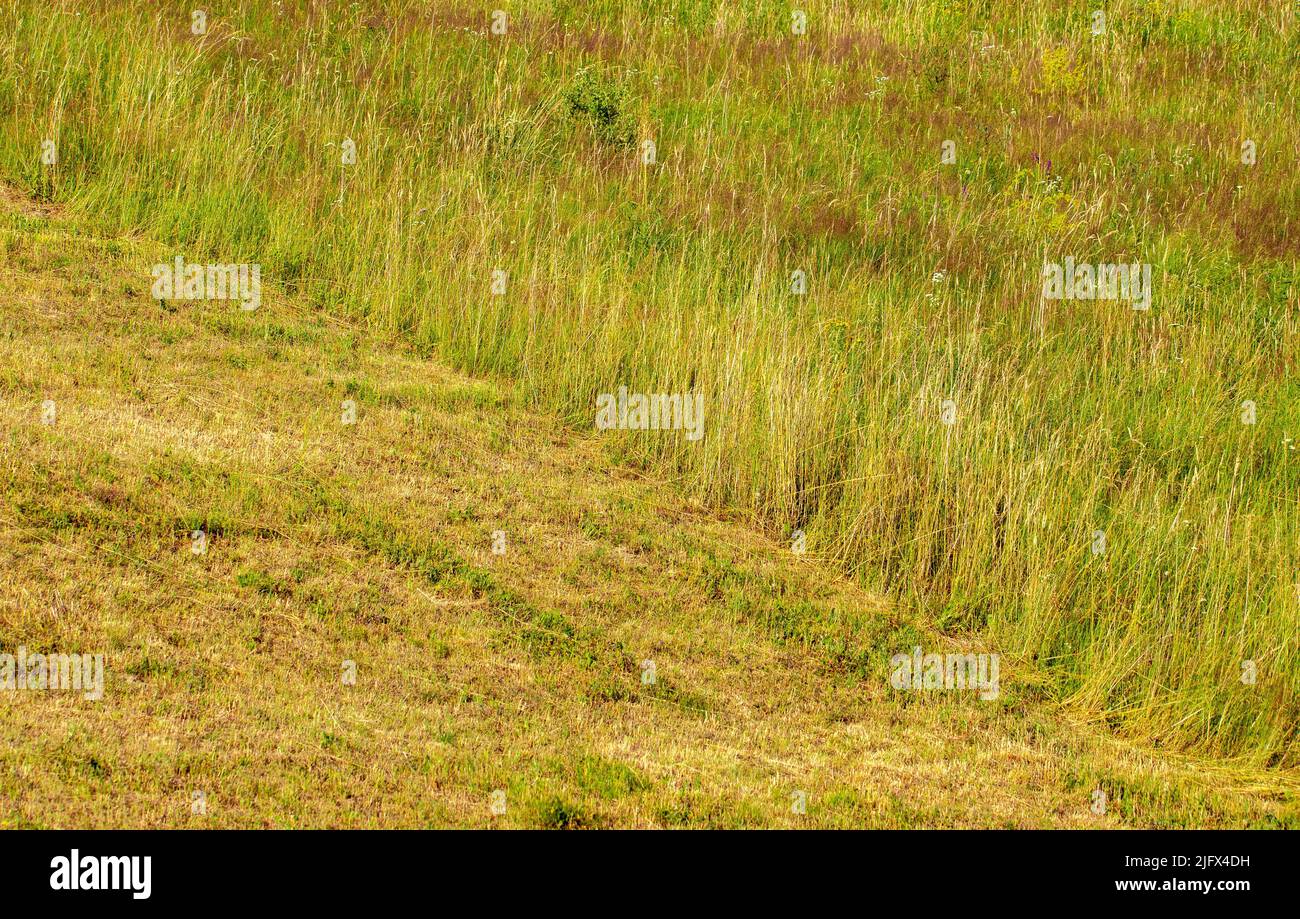 a plot with half mowed grass, green, summer Stock Photo - Alamy